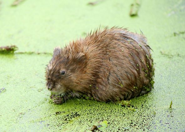 Pocono Environmental Education Center | Muskrat Love - Pocono ...
