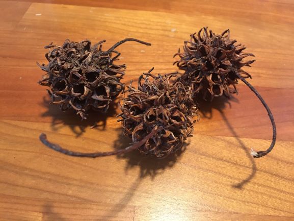 Pocono Environmental Education Center | A Tree for One Season - Pocono ...